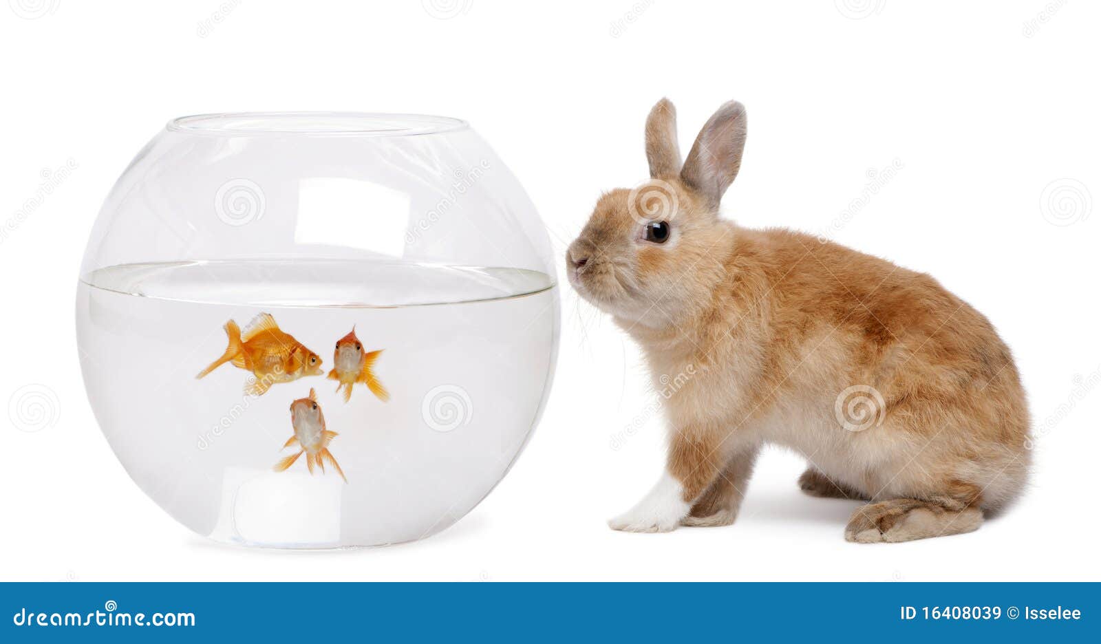 Rabbit Looking at Goldfish in Bowl Stock Image - Image of curiosity ...
