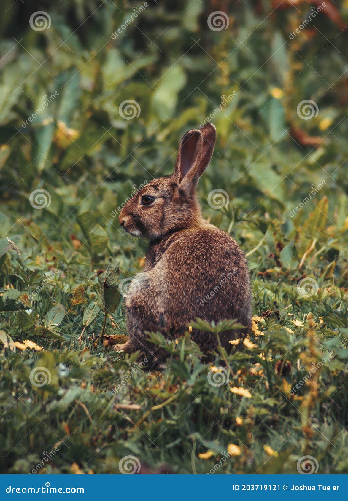 Rabbit Looking Off into the Distance Stock Image - Image of autumn ...