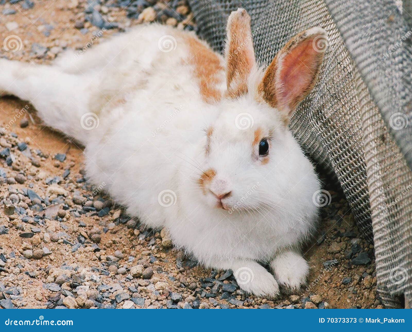 Rabbit stock image. Image of farm, snout, whiskers, mammall - 70373373