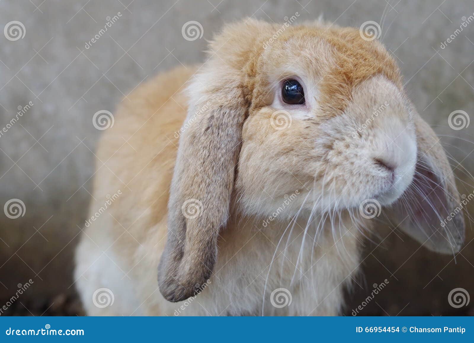 559 Rabbit Thinking Stock Photos - Free & Royalty-Free Stock Photos ...