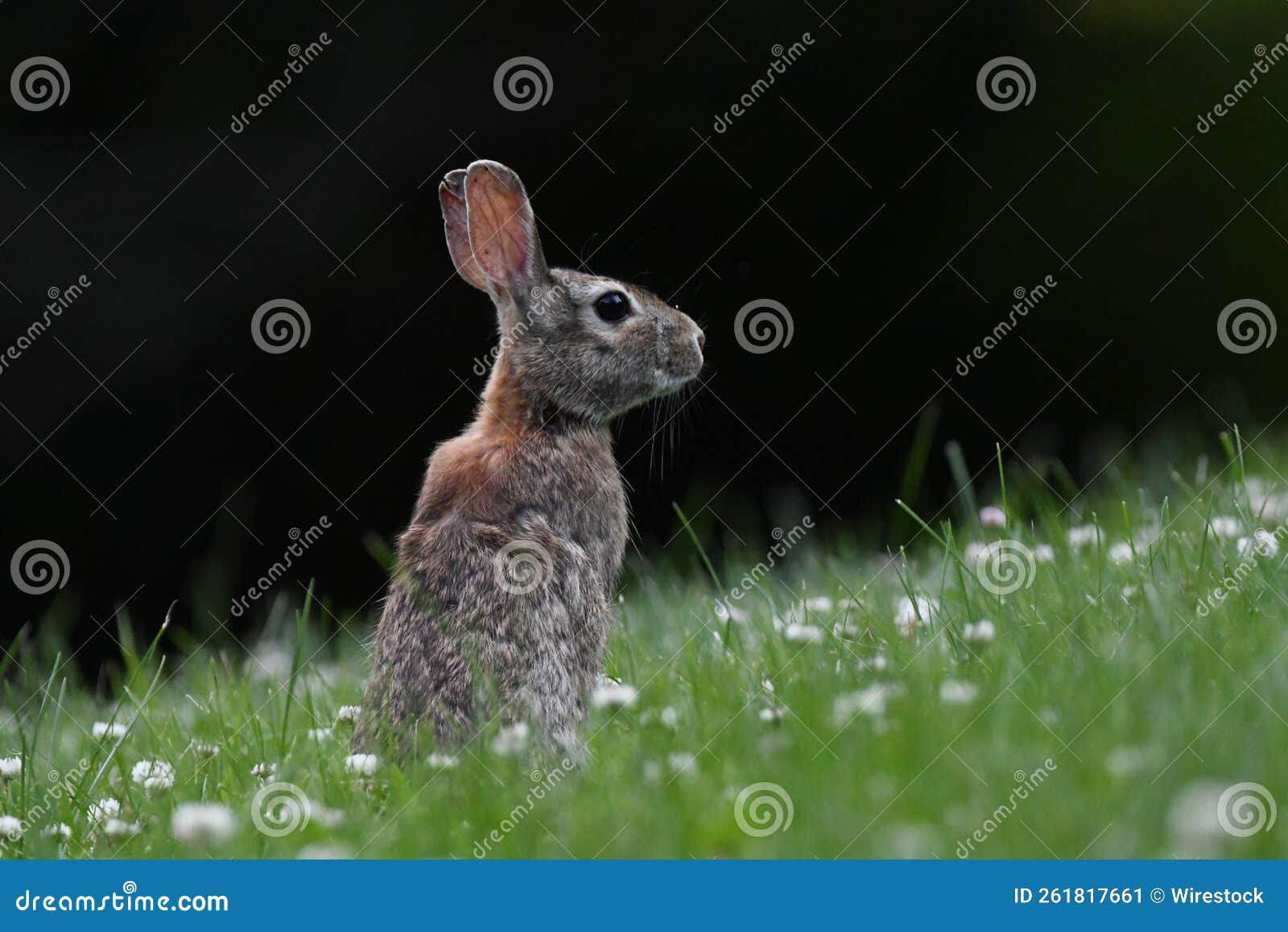 Rabbit Looking Up in a Field of Flowers. Stock Image - Image of ears ...