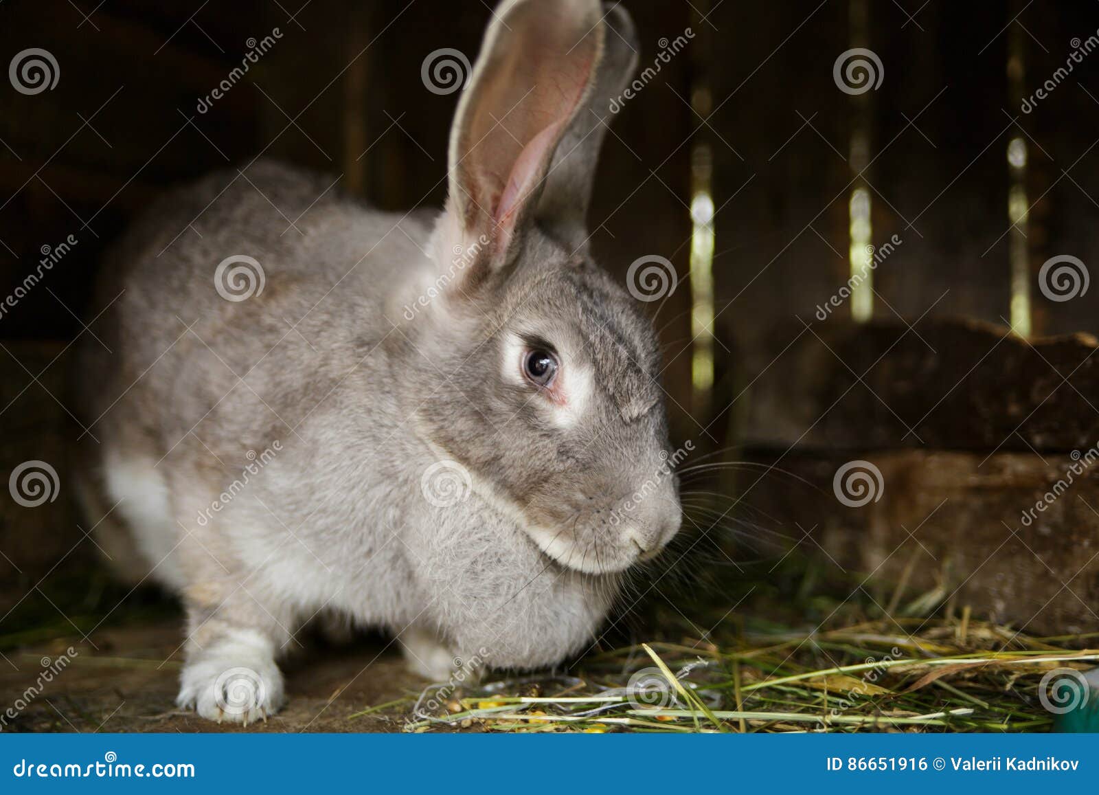 The Rabbit Looks in the Chamber One Eye. Stock Photo - Image of rabbit ...