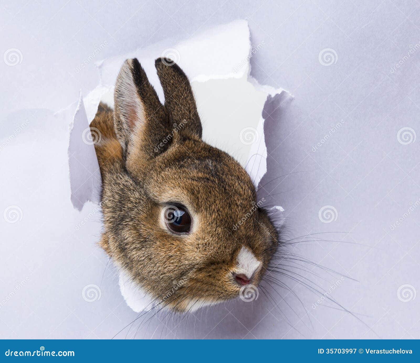 Rabbit Looks through a Hole in a Paper Stock Image - Image of frame ...