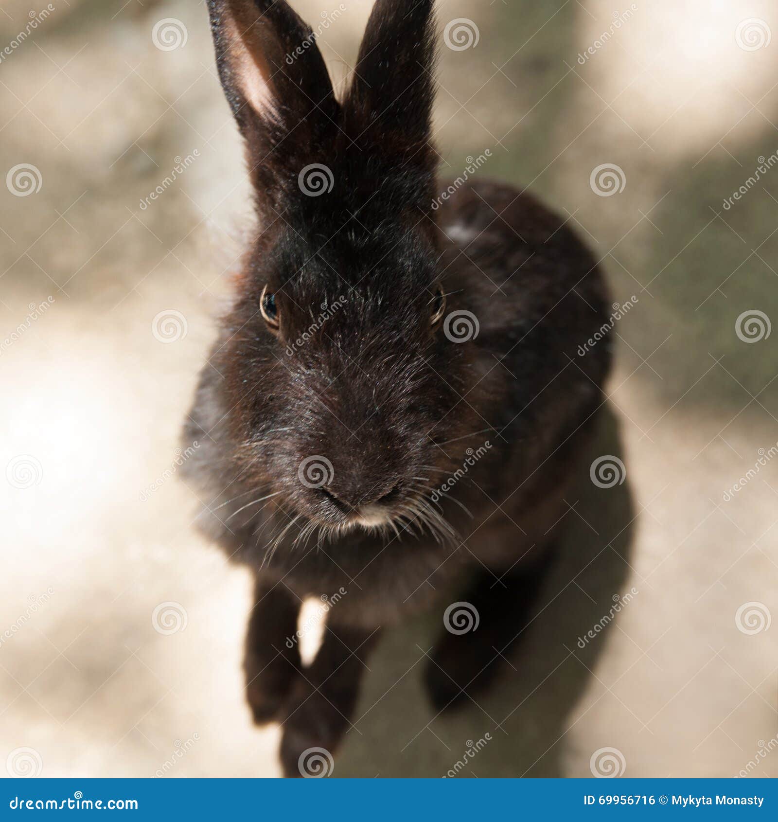 Rabbit stock photo. Image of fluffy, shot, cute, looking - 69956716