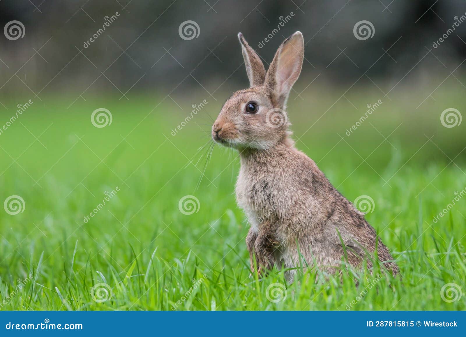 Rabbit Lounging in a Lush Green Field. Stock Image - Image of idyllic ...