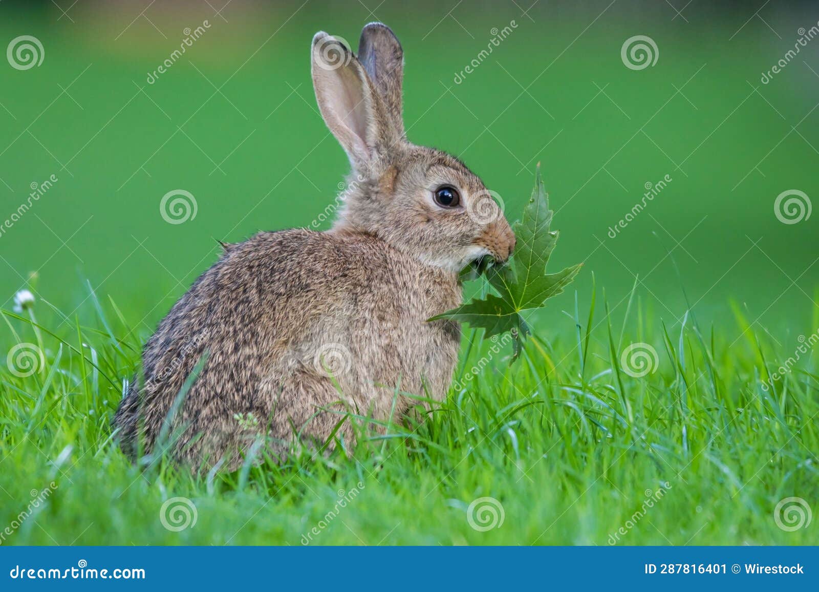 Rabbit Lounging in a Lush Green Field. Stock Image - Image of leisure ...