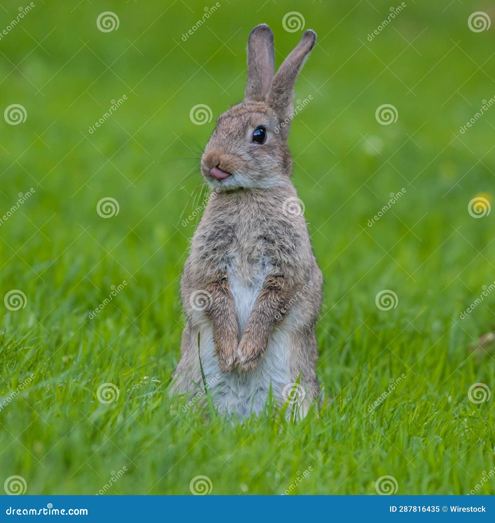 Rabbit Lounging in a Lush Green Field. Stock Image - Image of grazing ...
