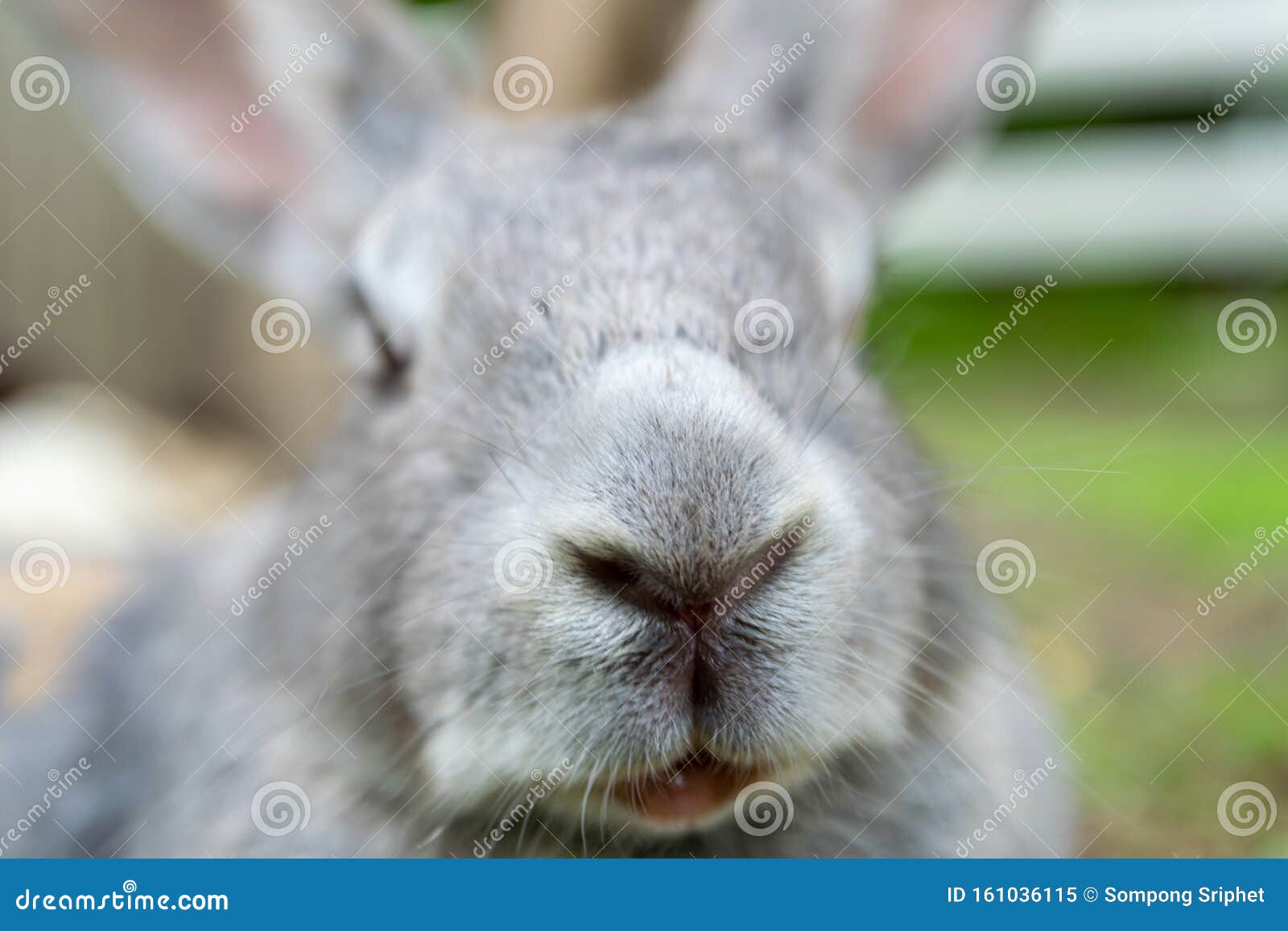 Rabbit Lovely Close Up in the Farm Stock Image - Image of baby, bunny ...