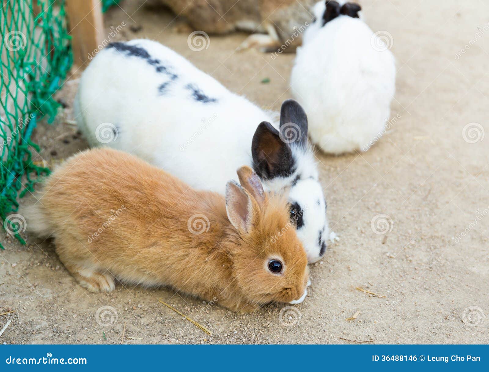 Rabbit stock photo. Image of farm, meadow, countryside - 36488146