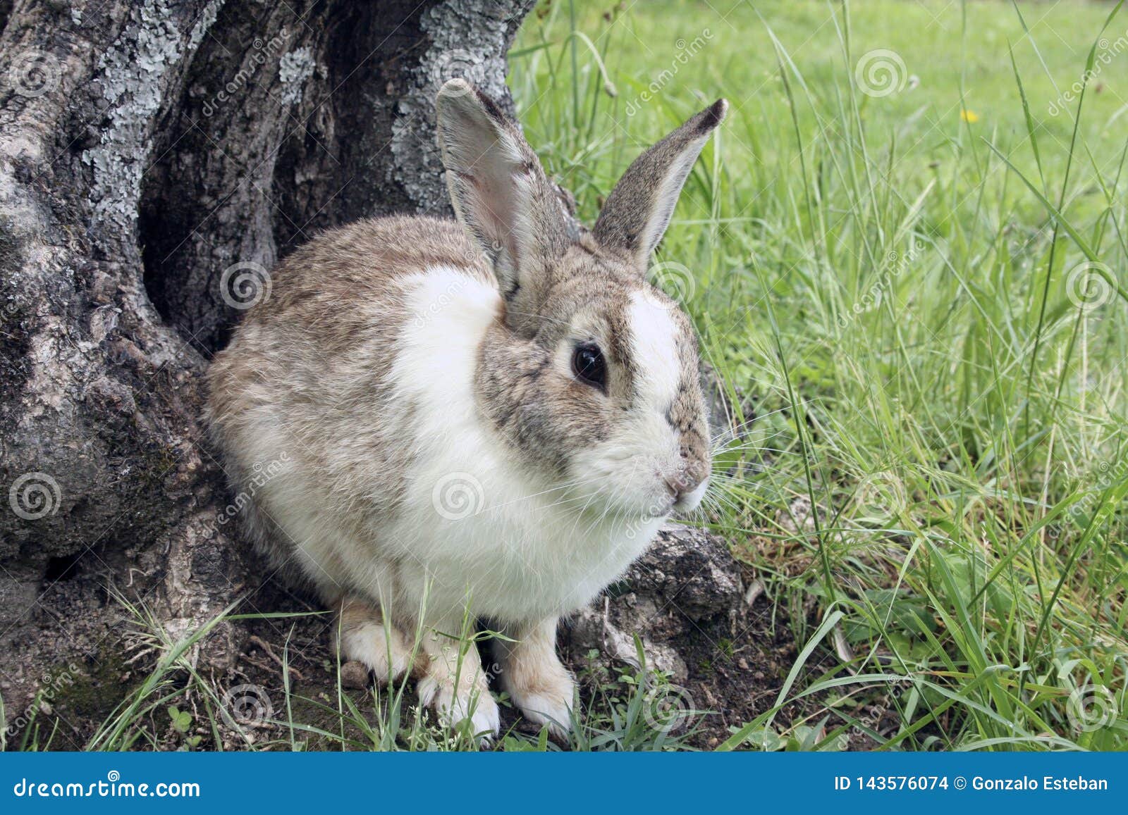 Rabbit macro in a park stock photo. Image of carrot - 143576074