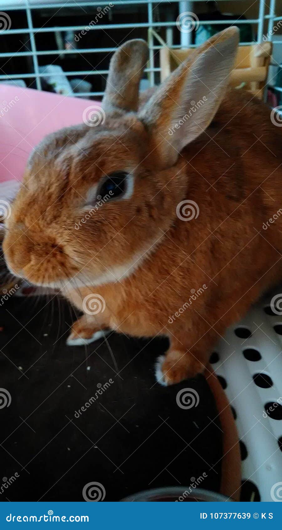 Rabbit stock image. Image of cute, happy, smile, rabbit - 107377639