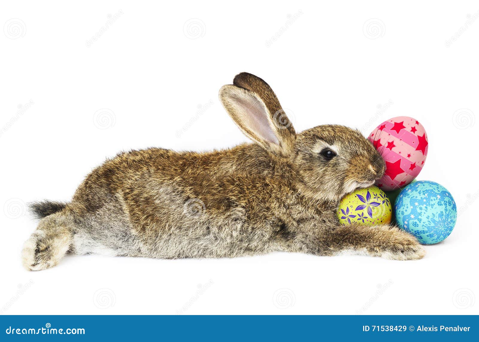 Rabbit lying down stock image. Image of fluffy, nature - 71538429