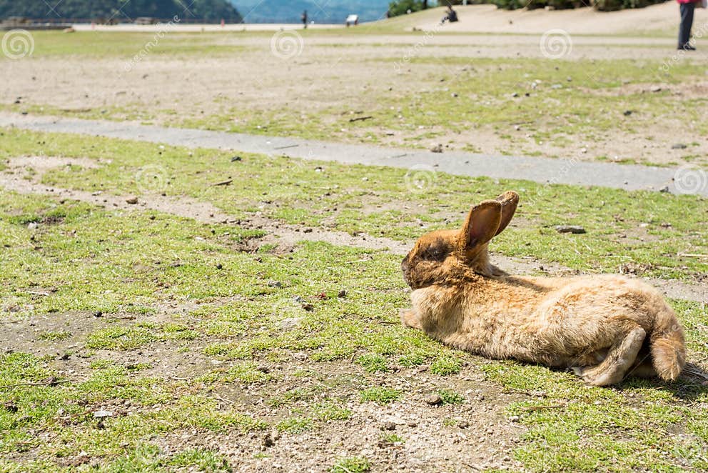 Rabbit lying down stock photo. Image of pretty, travel - 85323528