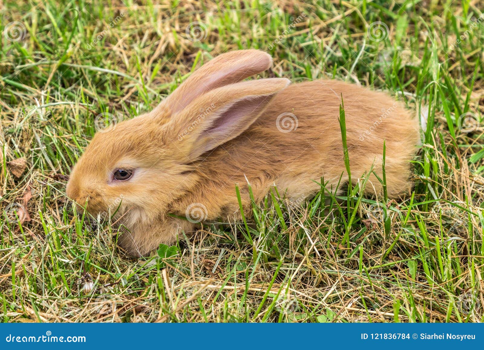 Rabbit is lying on grass stock photo. Image of herbivore - 121836784