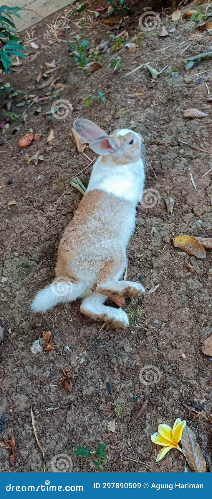 A Rabbit is Lying Relaxed on the Ground Stock Image - Image of lying ...