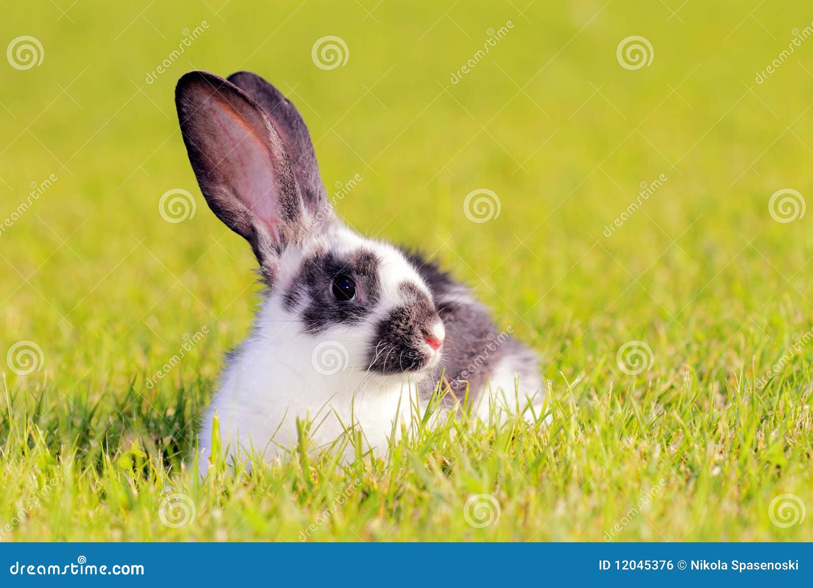 Rabbit in a meadow stock photo. Image of elegant, fluff - 12045376