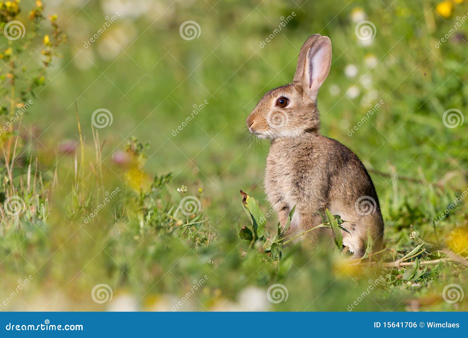 Rabbit in meadow stock photo. Image of mammal, animal - 15641706