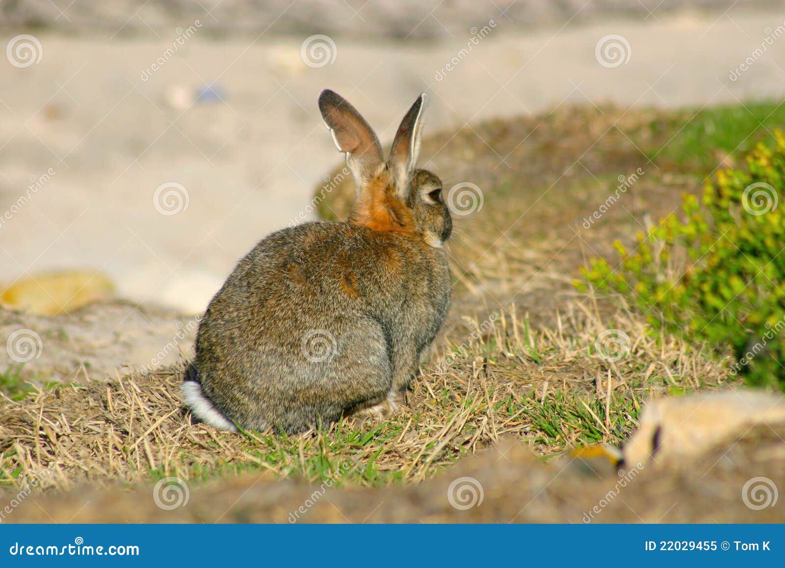 Rabbit in meadow stock image. Image of meadow, warm, adorable - 22029455