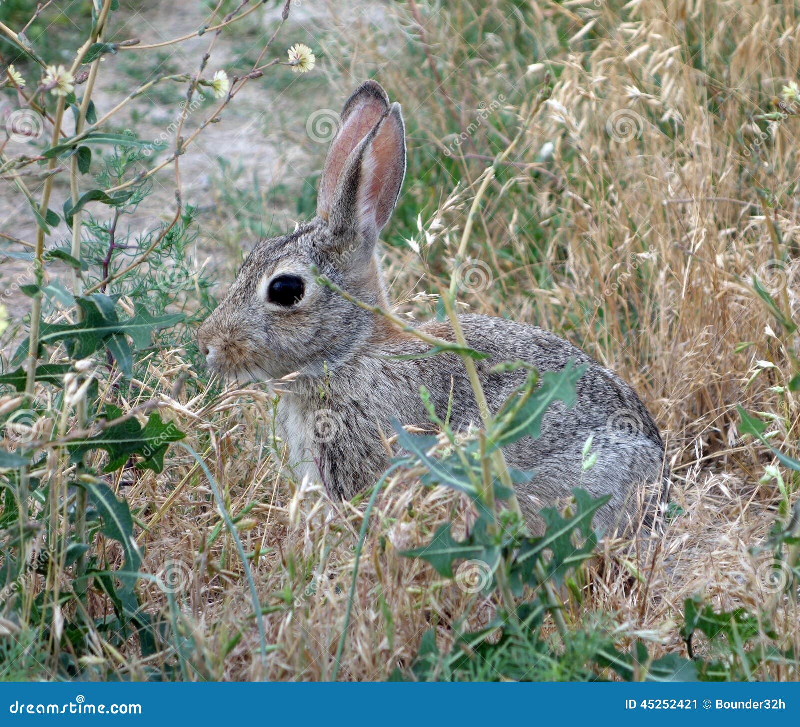 A rabbit in a meadow stock image. Image of rabbit, nose - 45252421