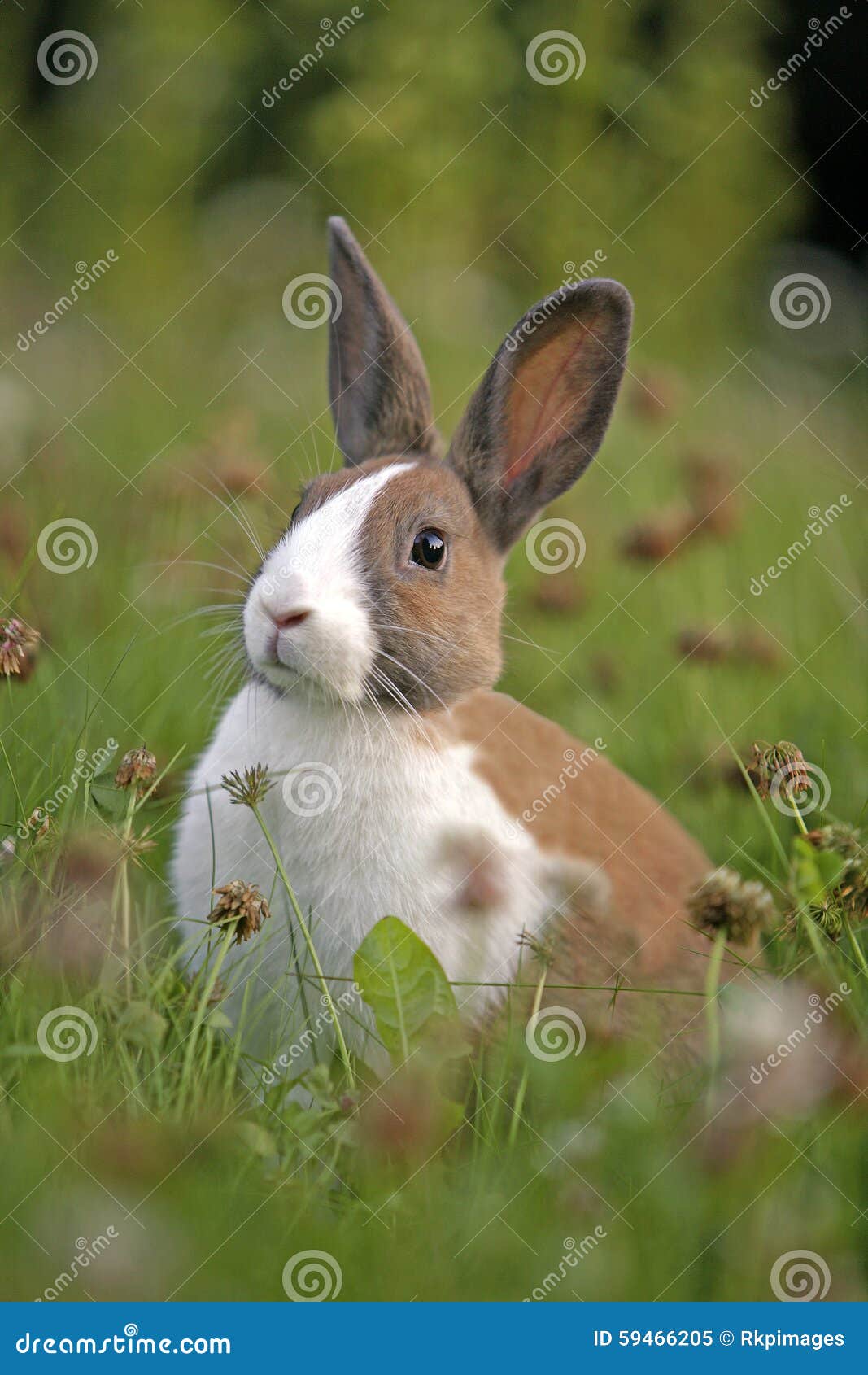 Rabbit in meadow stock image. Image of farm, white, grass - 59466205