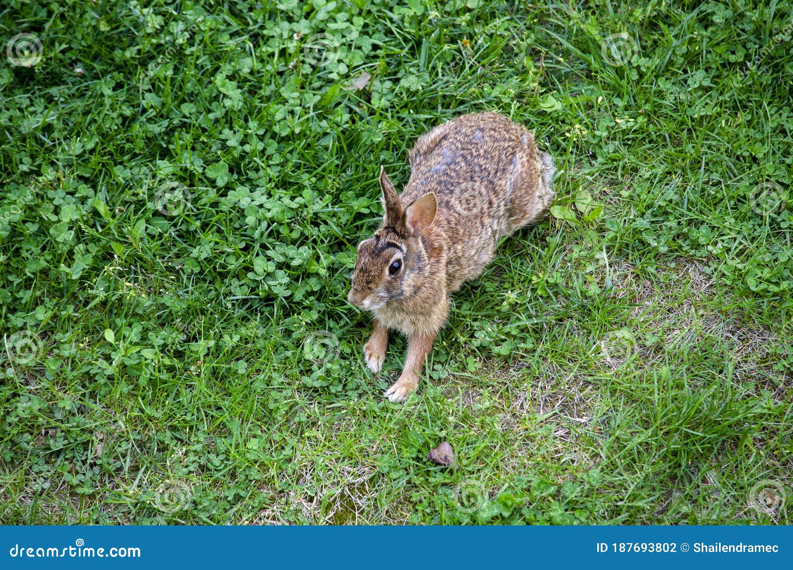 Rabbit in the meadow stock photo. Image of cottontail - 187693802
