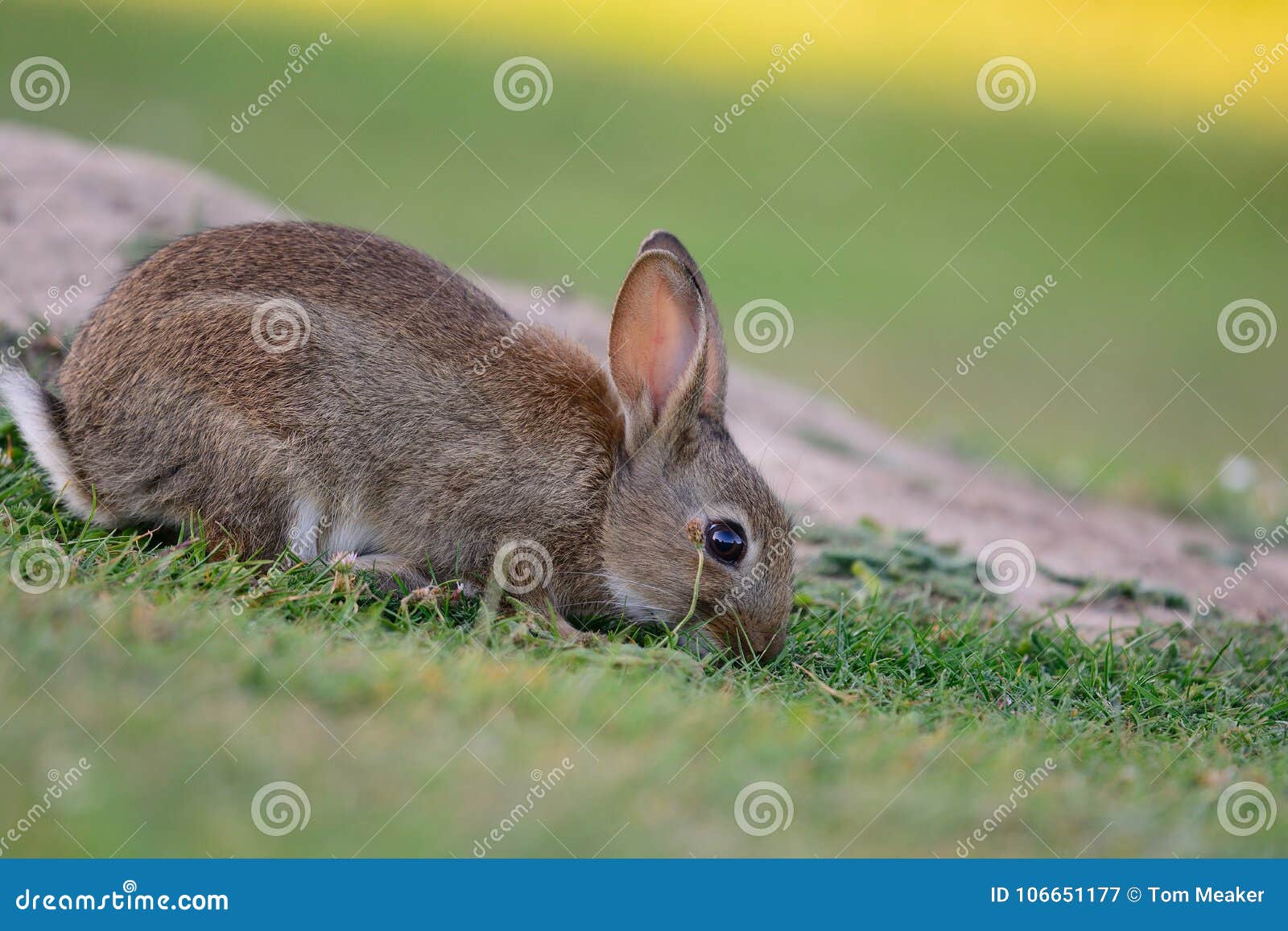 Rabbit in a meadow stock image. Image of close, furry - 106651177