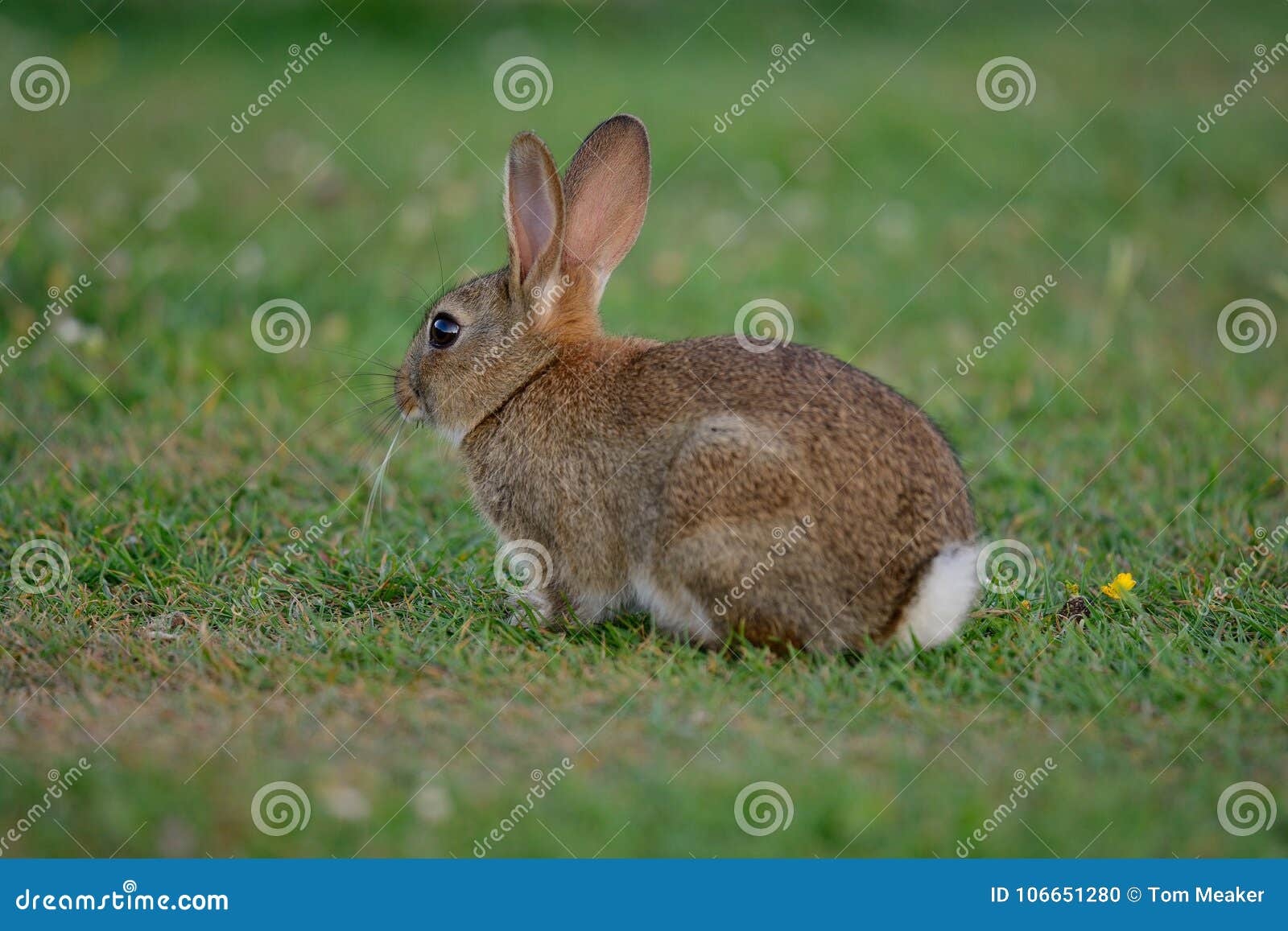 Rabbit in a meadow stock photo. Image of animals, animal - 106651280