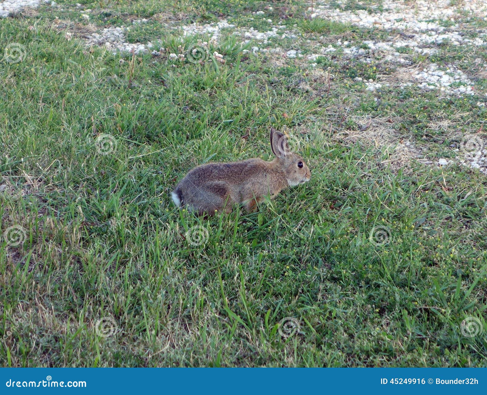 A rabbit in a meadow stock photo. Image of pretty, green - 45249916