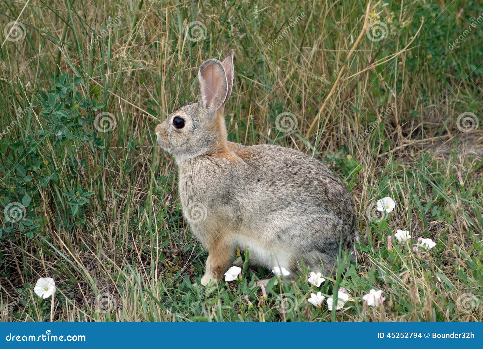 A rabbit in a meadow stock photo. Image of grey, rabbit - 45252794