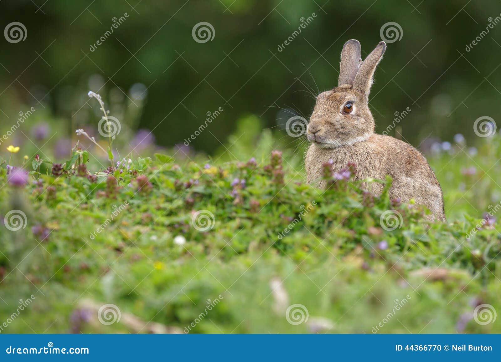Rabbit in a meadow stock photo. Image of field, brown - 44366770
