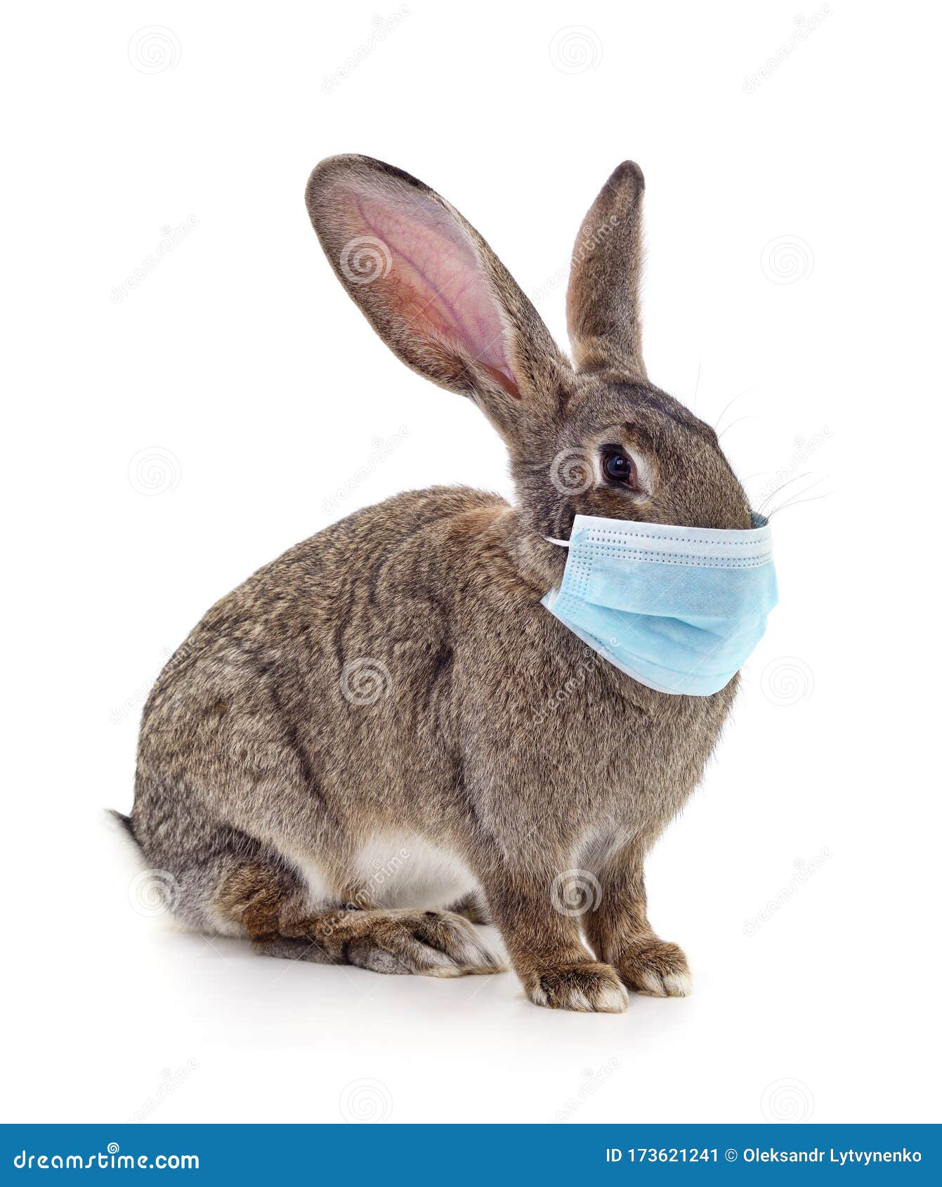 Rabbit in the medical mask stock image. Image of healing - 173621241