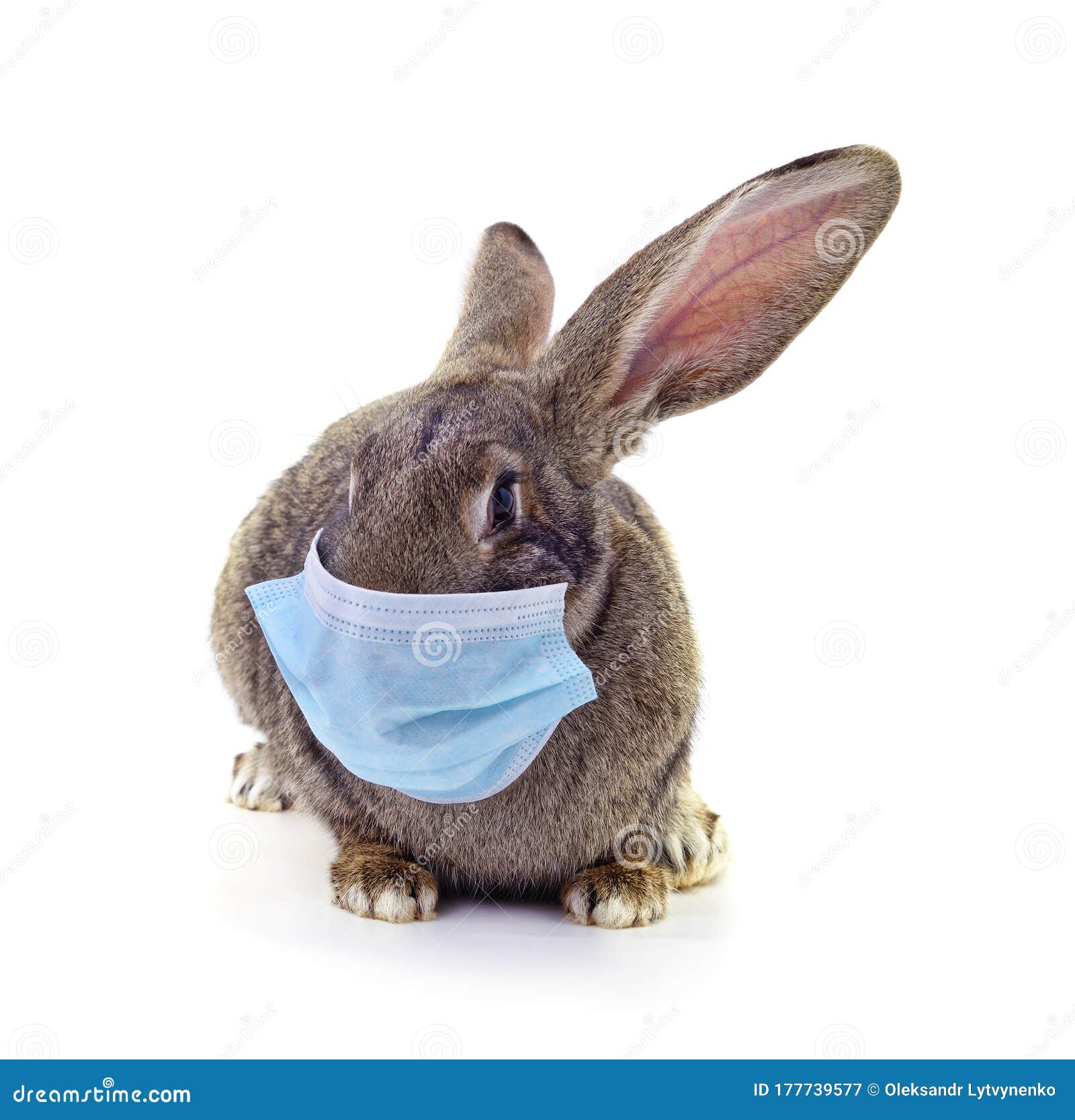 Rabbit in the medical mask stock image. Image of infection - 177739577