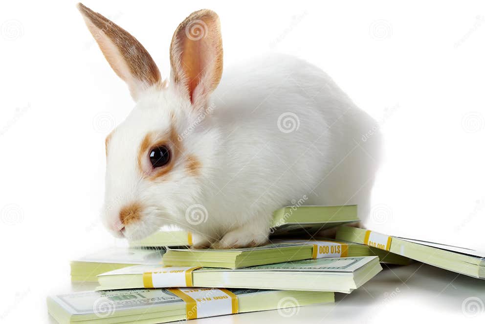Rabbit with money stock image. Image of fluffy, isolation - 15633155