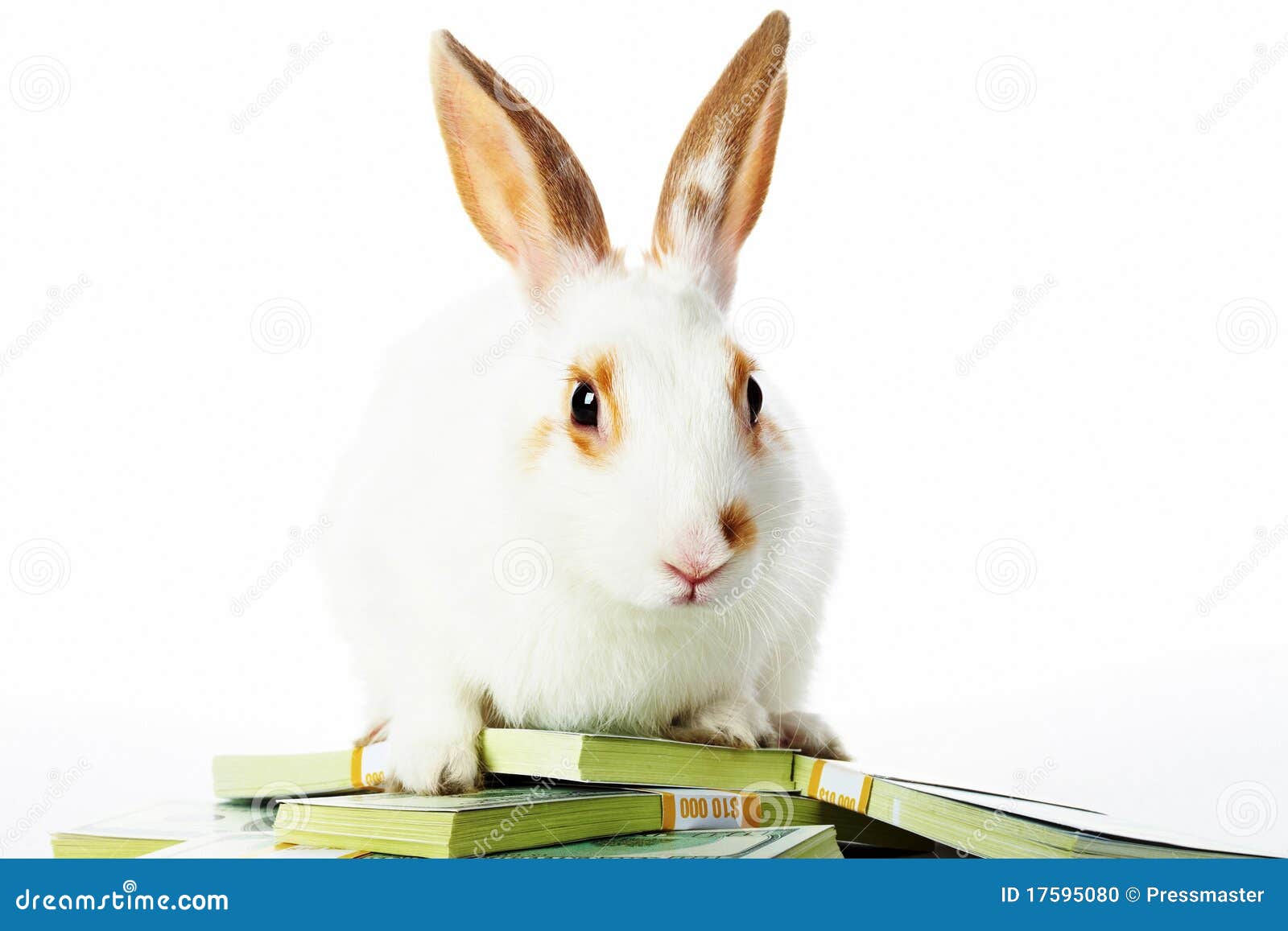 Rabbit with money stock photo. Image of event, cottontail - 17595080 Rabbit with money stock photo. Image of event, cottontail - 17595080