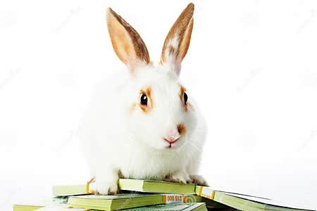 Rabbit with money stock photo. Image of event, cottontail - 17595080