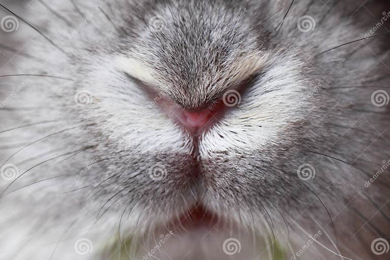 Rabbit mouth and nose stock photo. Image of grey, clean - 33908096