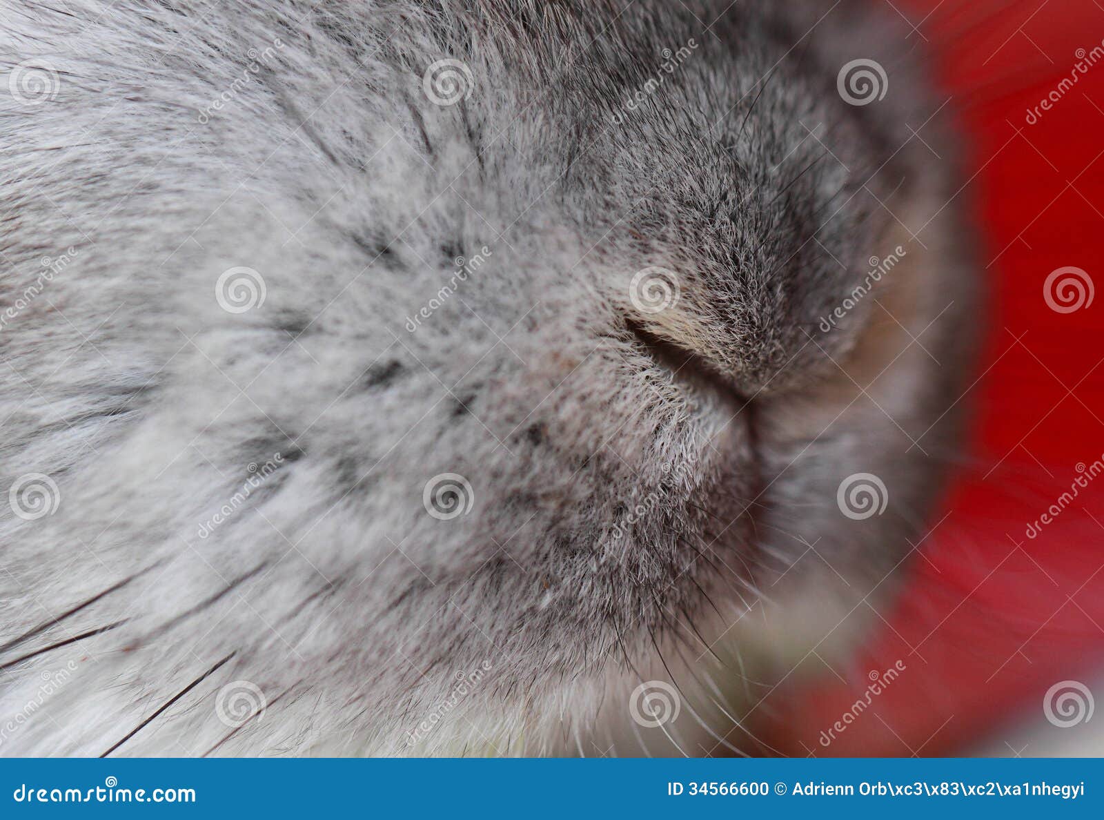 Rabbit mouth and nose stock photo. Image of cuddly, cute - 34566600