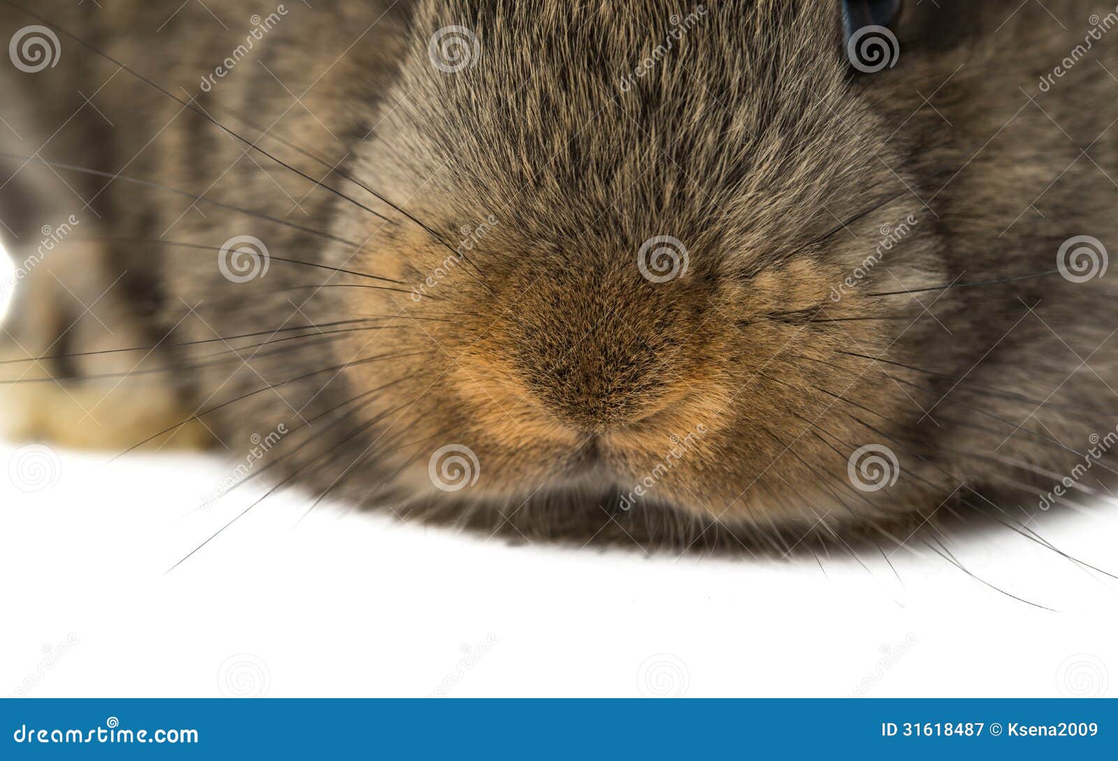 Rabbit mouth and nose stock image. Image of lying, little - 31618487