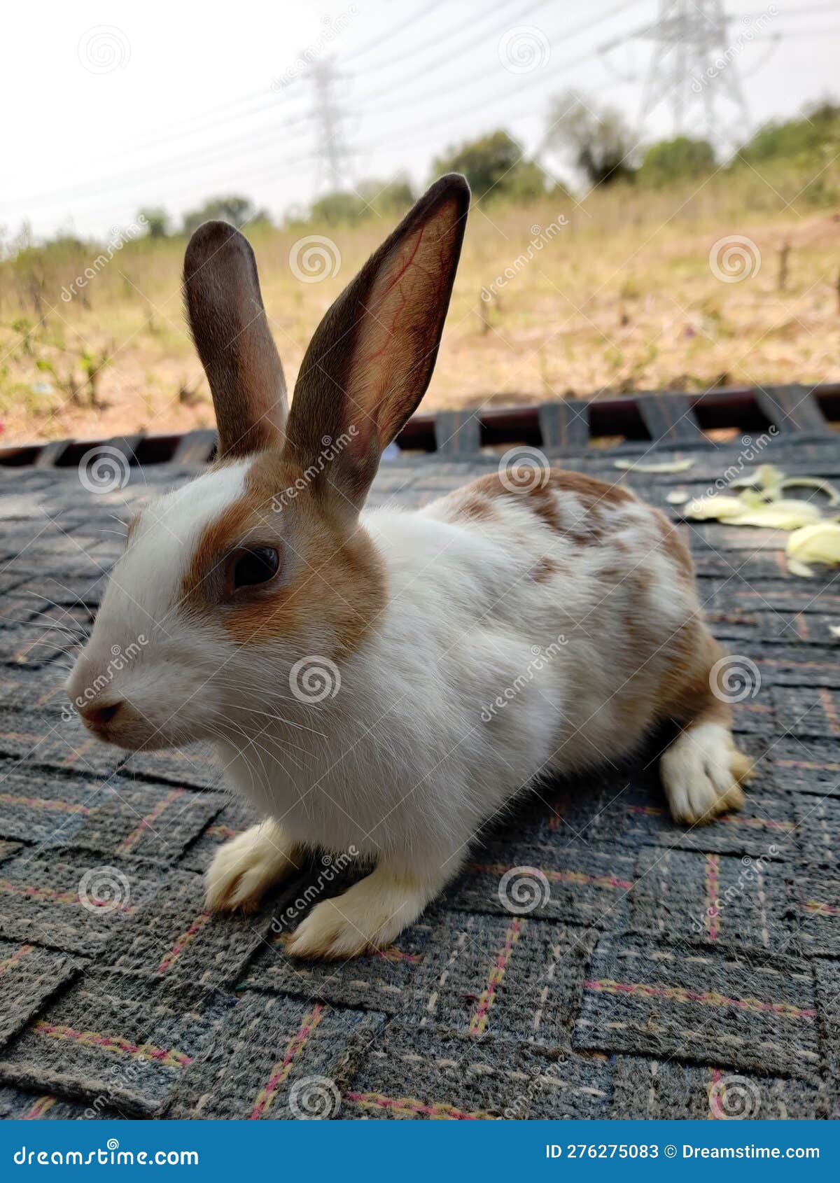 Rabbit in my farm house stock image. Image of house - 276275083