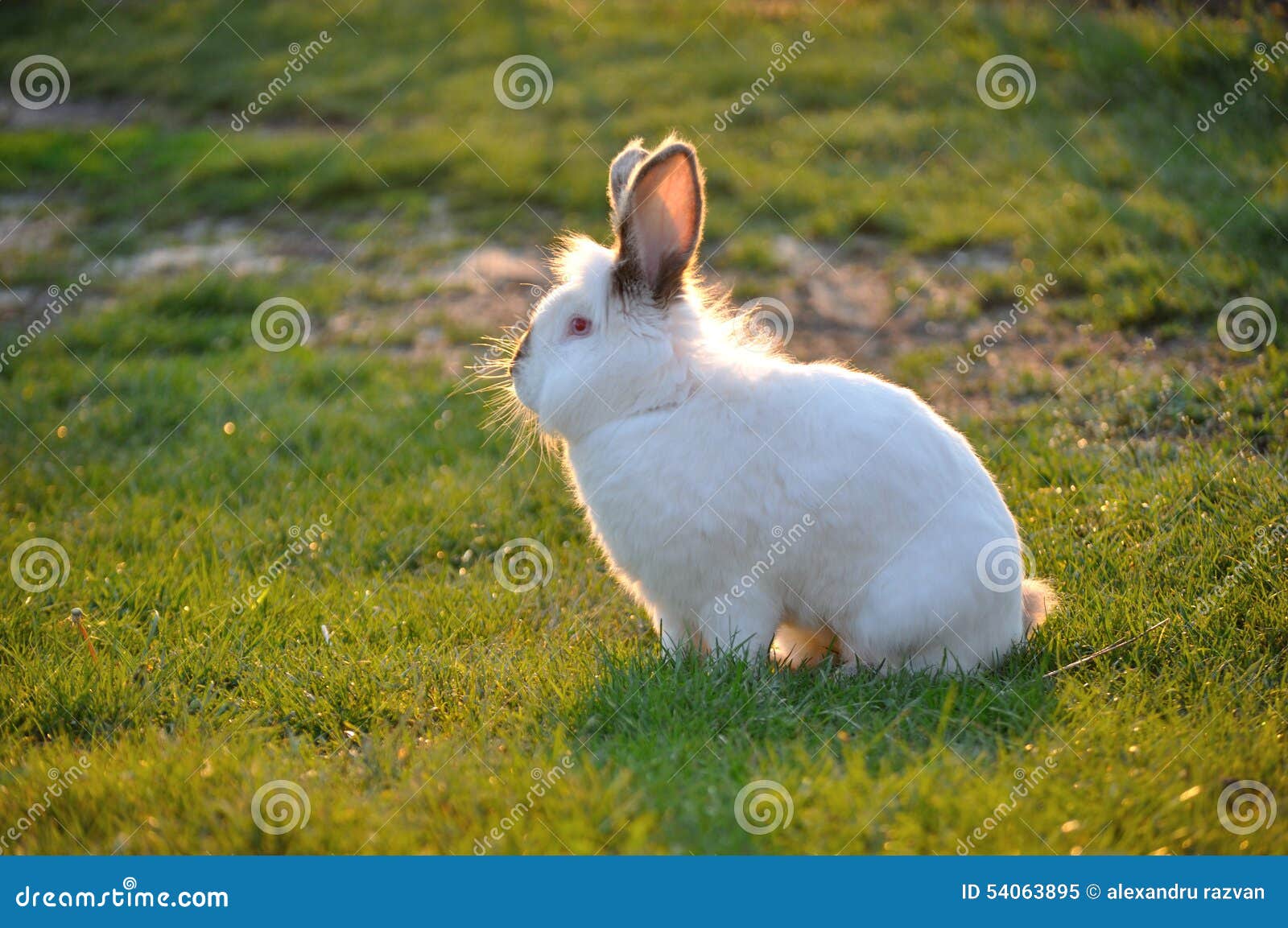 Rabbit stock image. Image of pets, moustache, white, whiterabbit - 54063895