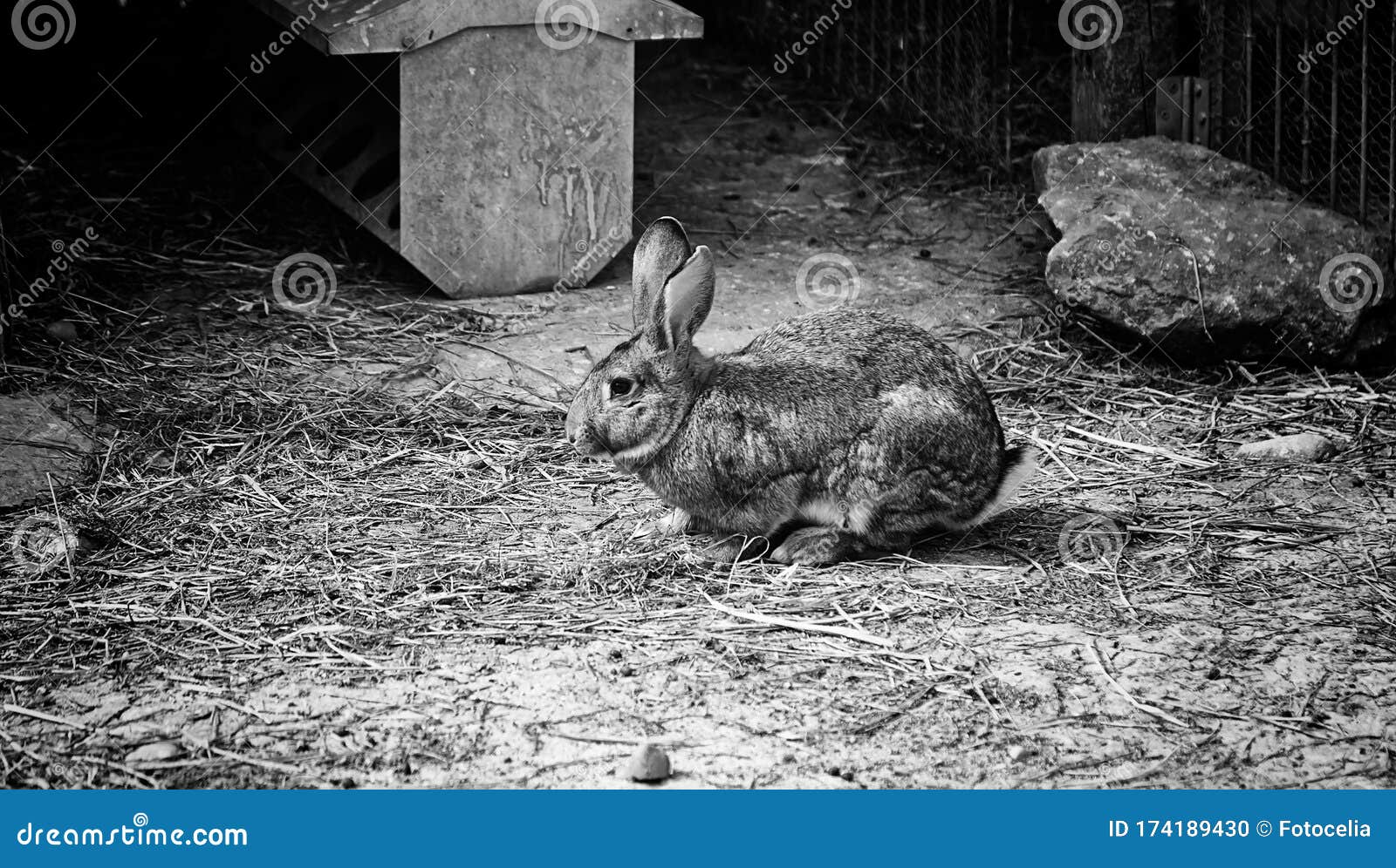 Rabbit in park stock photo. Image of cute, leporidae - 174189430