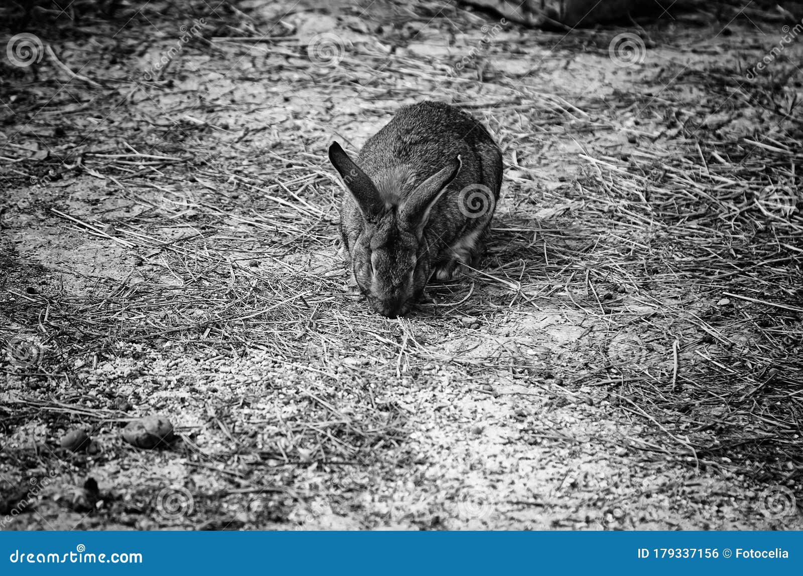 Rabbit in park stock photo. Image of spring, green, happy - 179337156