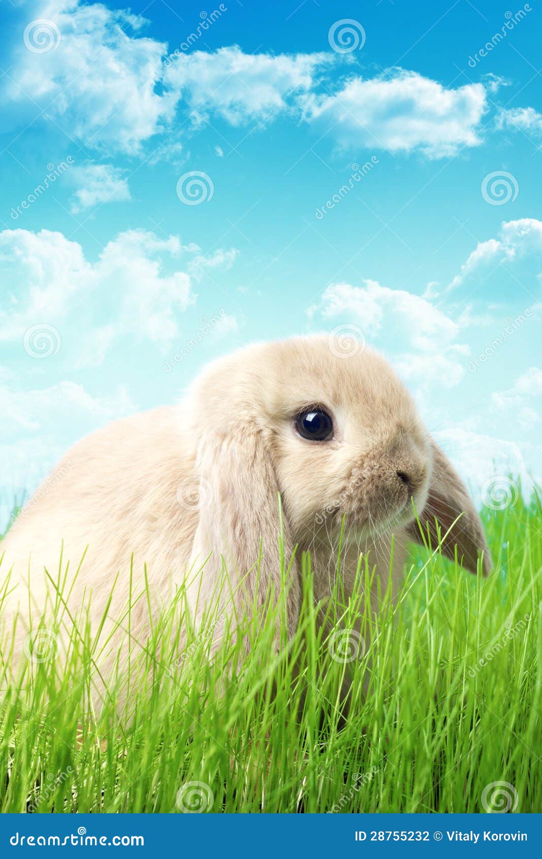 Rabbit in nature stock photo. Image of blue, outdoor - 28755232