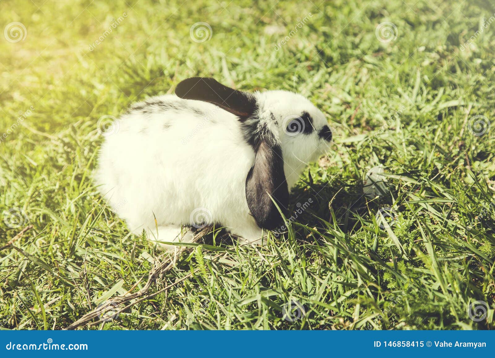 Rabbit in nature stock image. Image of green, bunny - 146858415