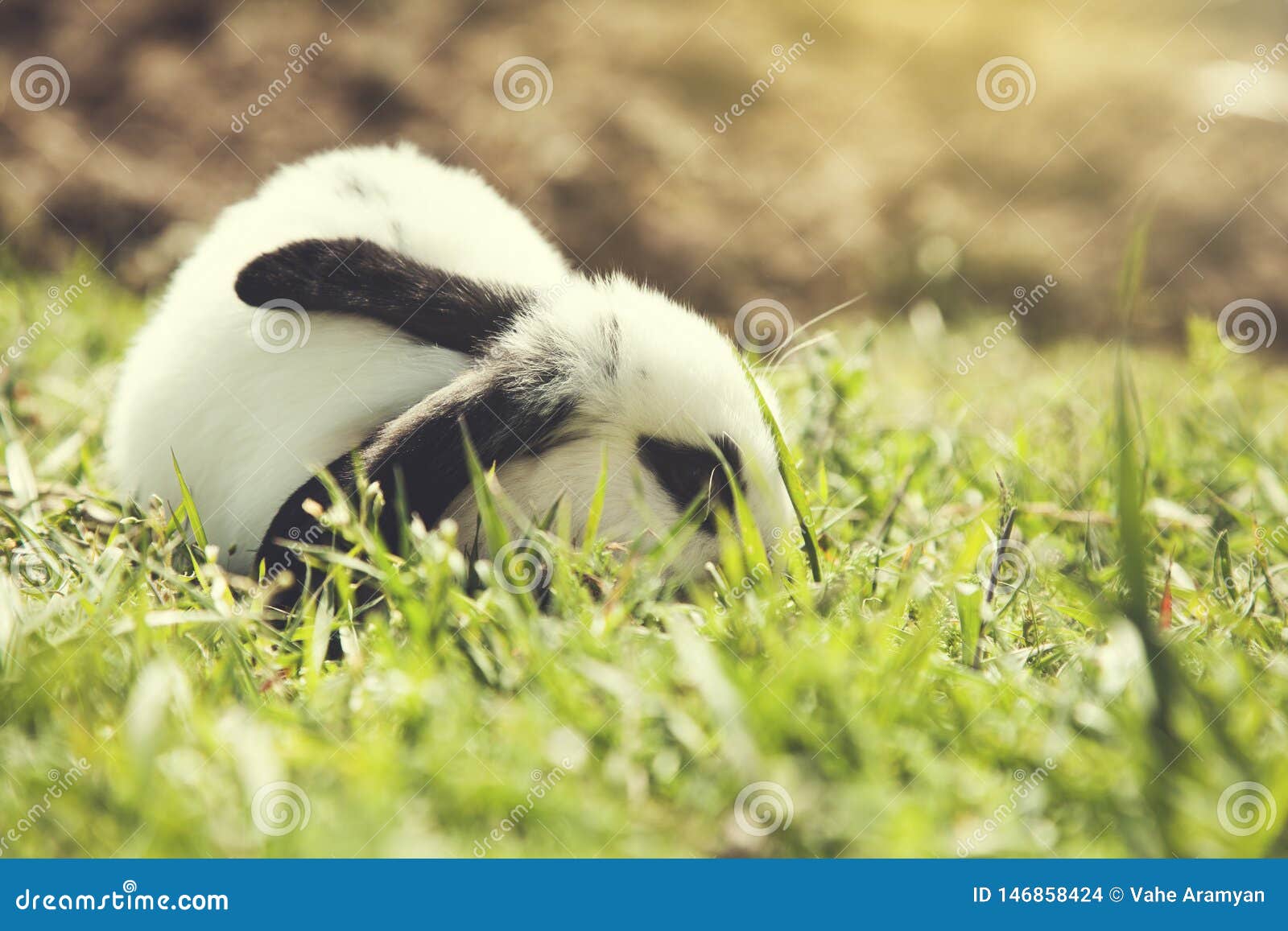 Rabbit in nature stock photo. Image of nose, rabbit - 146858424