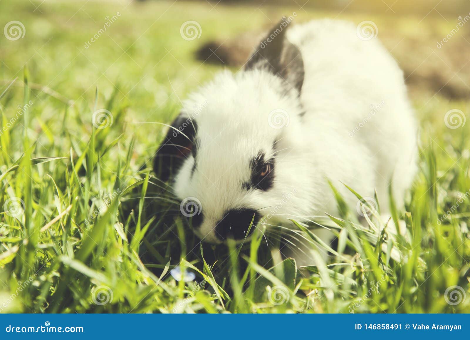 Rabbit in nature stock image. Image of happy, small - 146858491