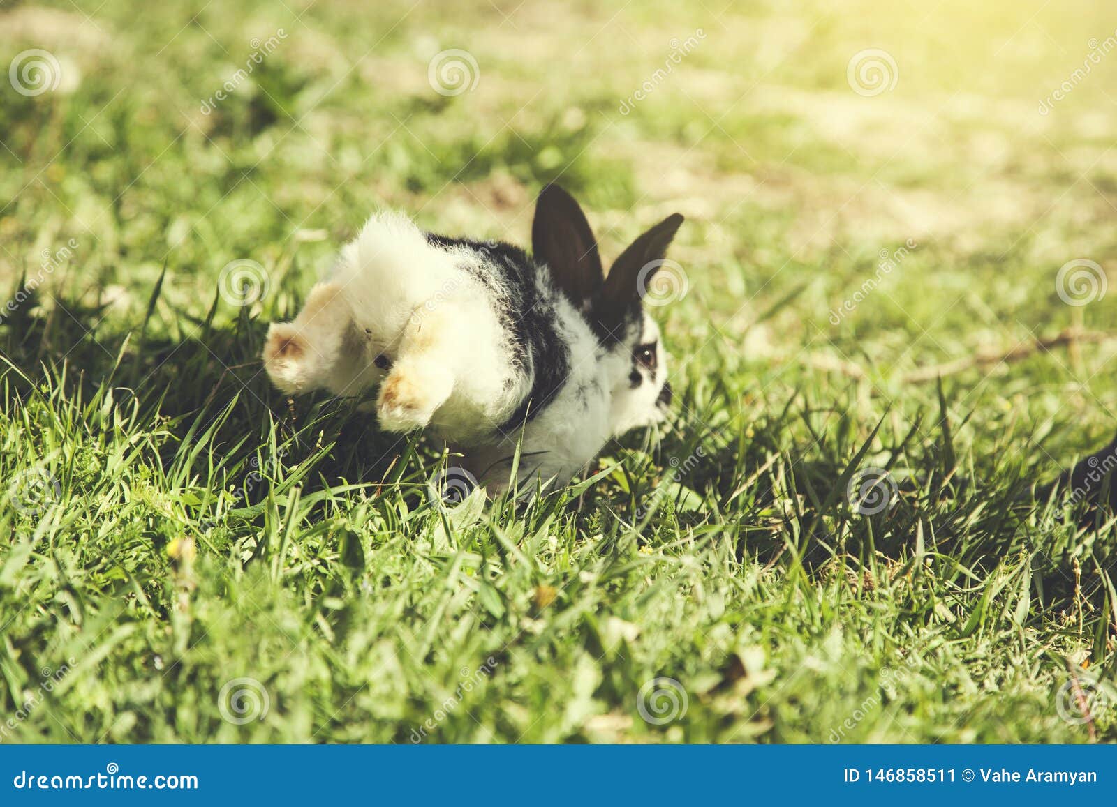 Rabbit in nature stock image. Image of cute, meadow - 146858511