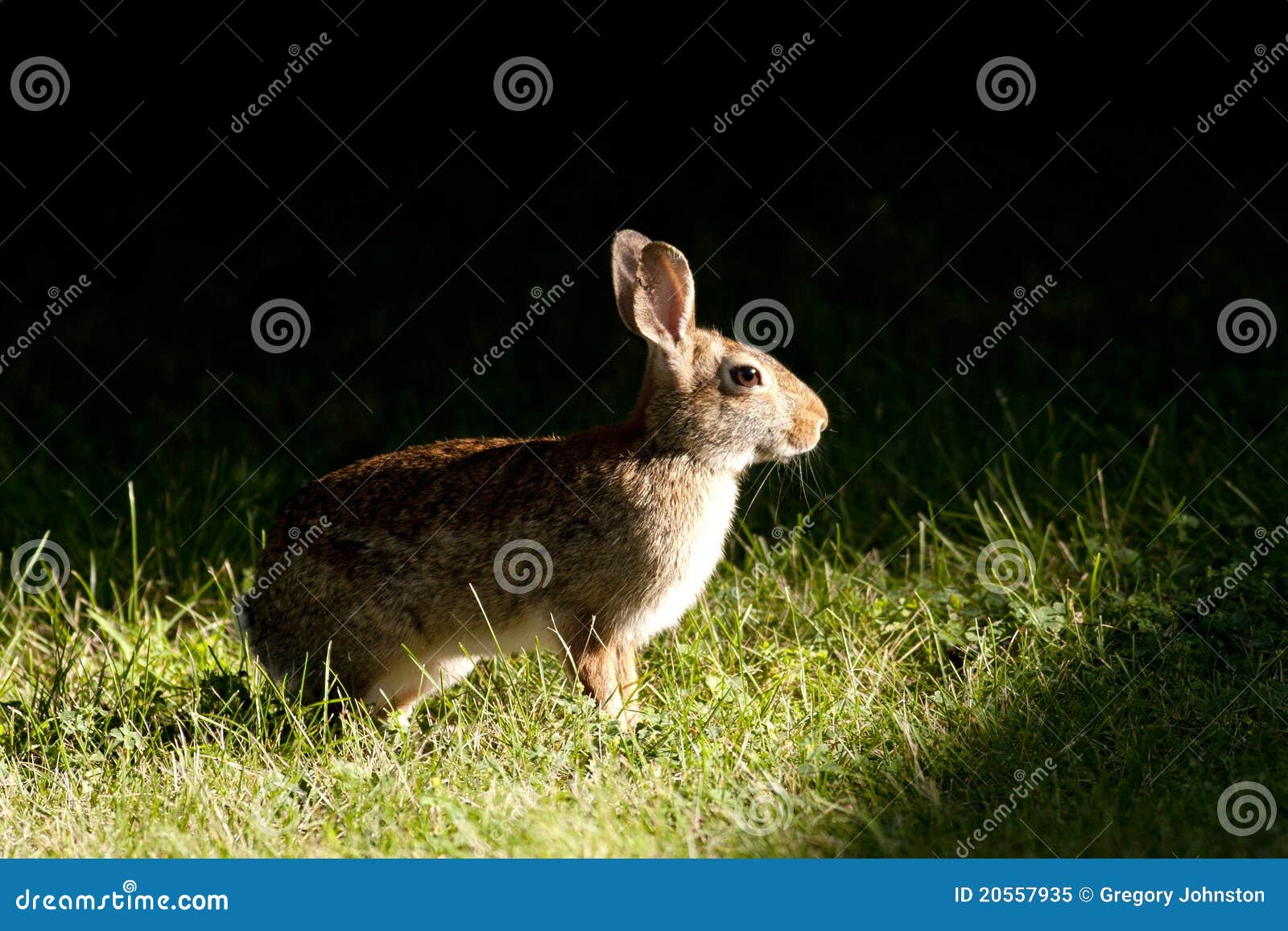 Rabbit in Natures Spotlight. Stock Image - Image of cute, ears: 20557935
