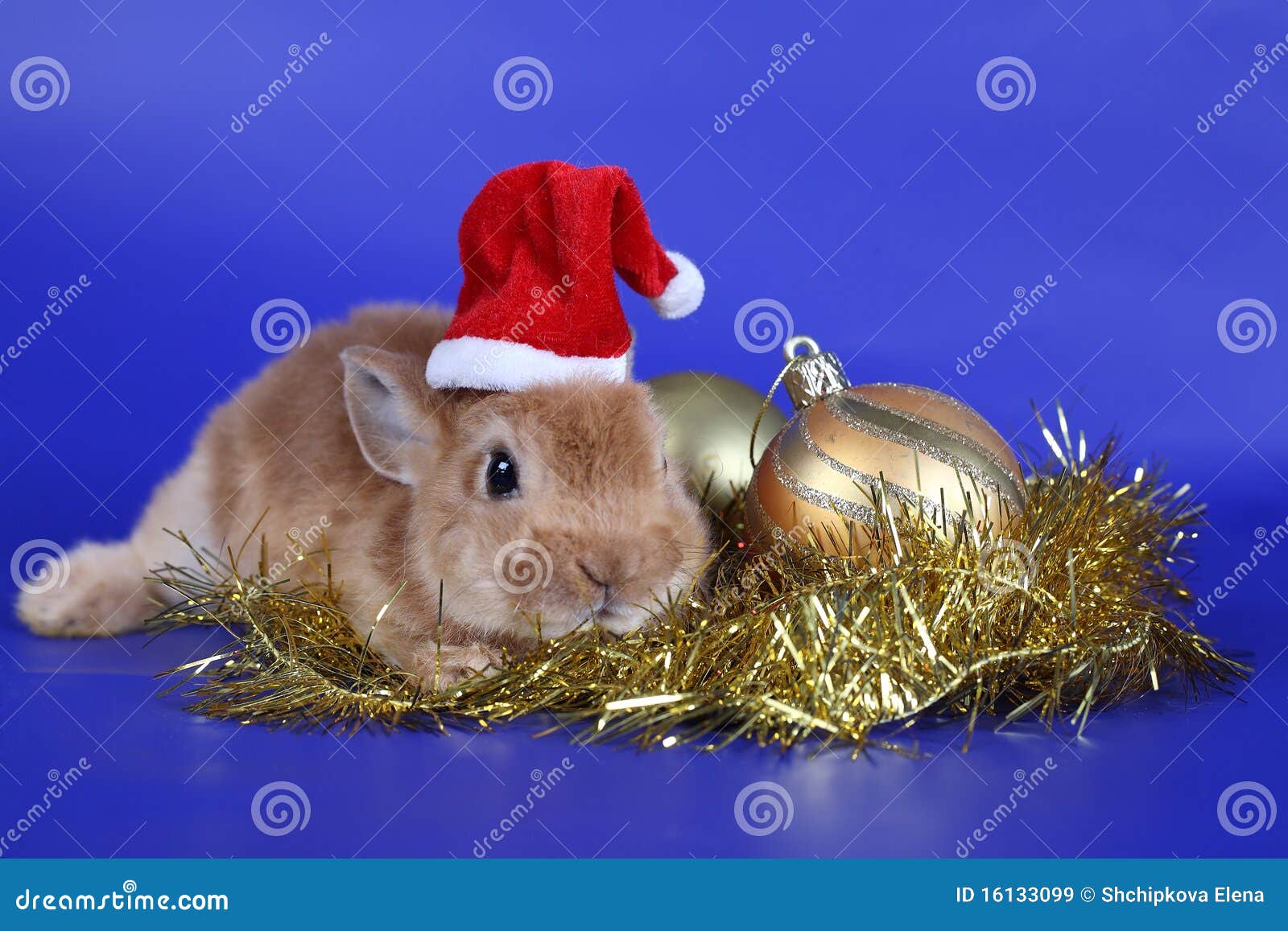 Rabbit in New Year S Surroundings Stock Image - Image of christmas ...