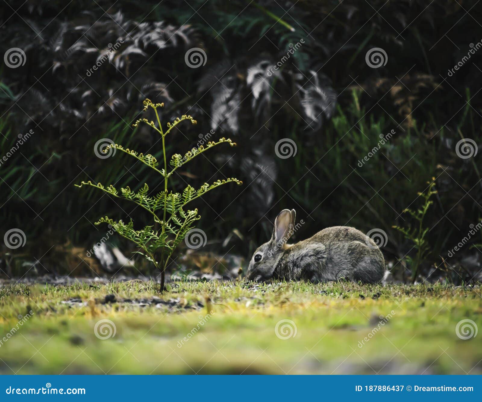 Rabbit next to a Plant stock image. Image of risk, brown - 187886437